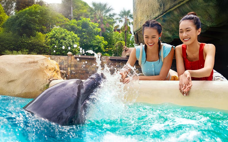 Dolphin Encounter Tickets | S.E.A. Aquarium | Adventure Cove