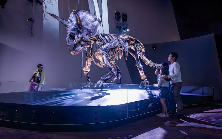Melbourne Museum Tickets | Fossils & Forest Gallery