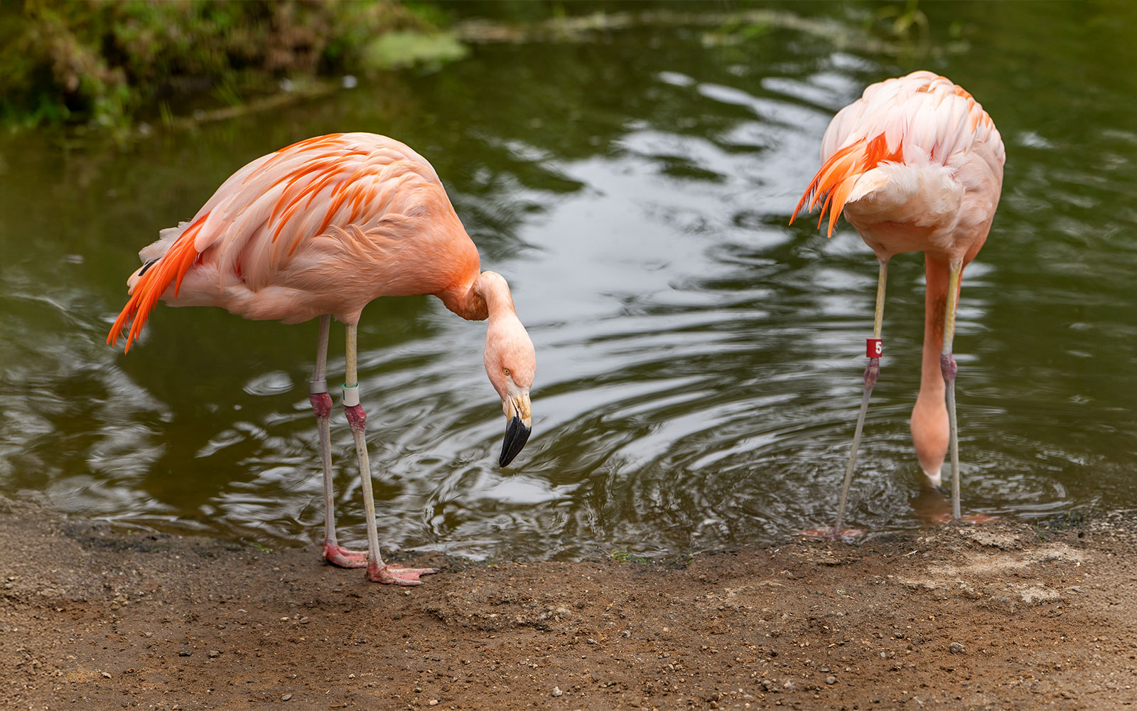 Book San Francisco Zoo Tickets | Discover 2000+ Animals