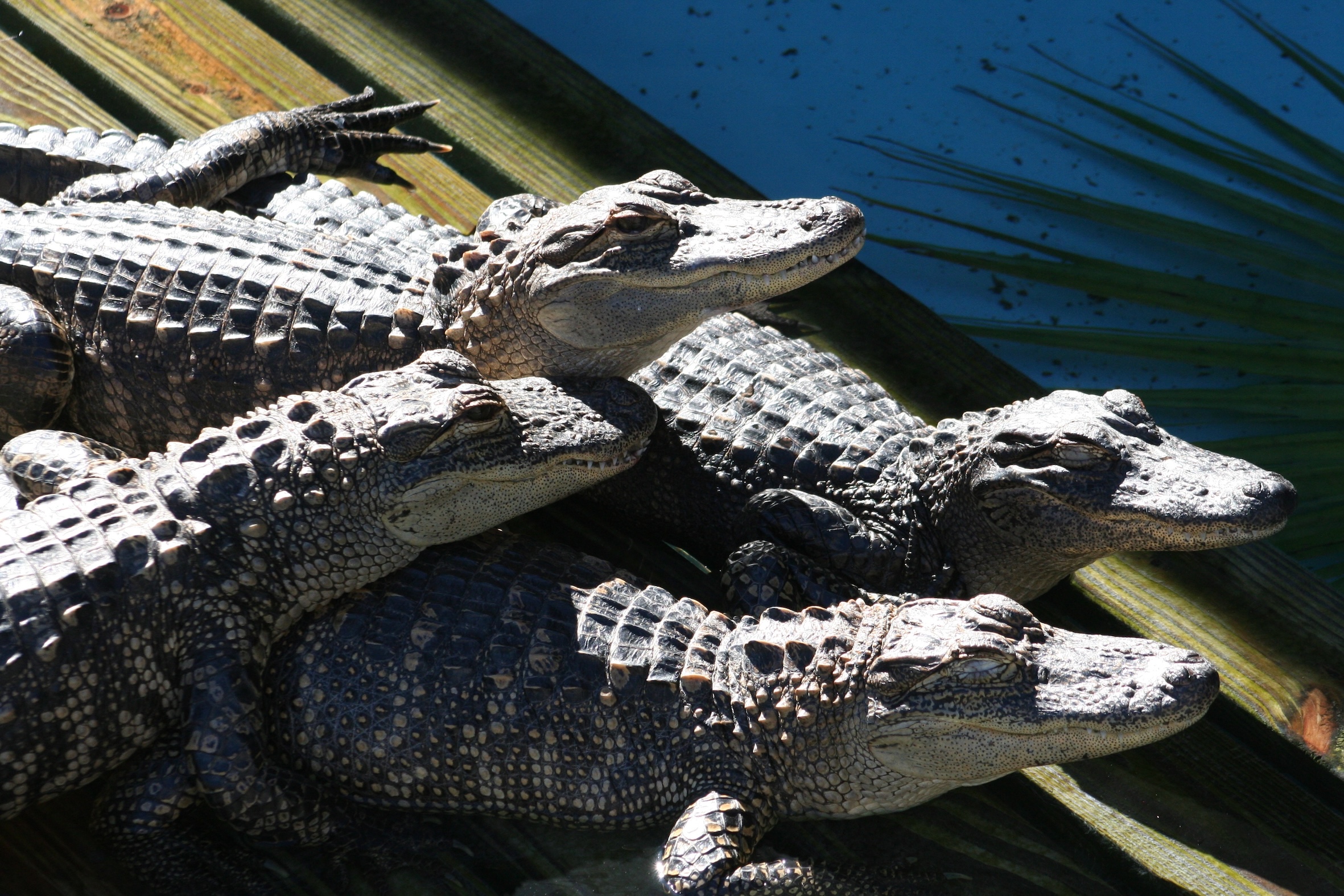 Getting to Gatorland Orlando | Directions & Travel Tips