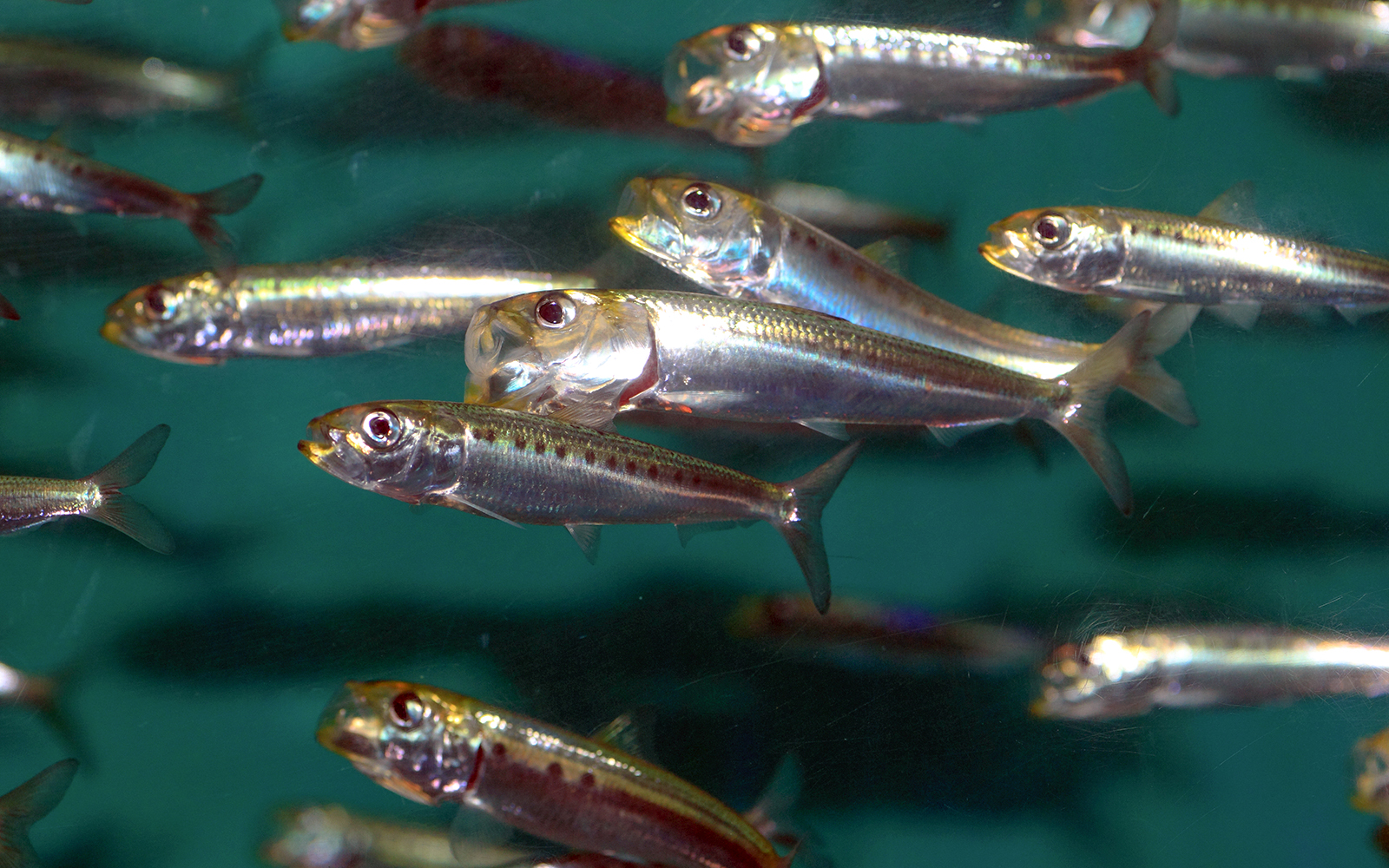 Ultimate Guide To Visit Osaka Aquarium Kaiyukan: Tips, Highlights & More