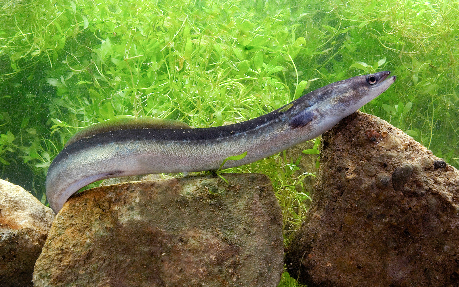 About The Thames River: London's Iconic Landmark