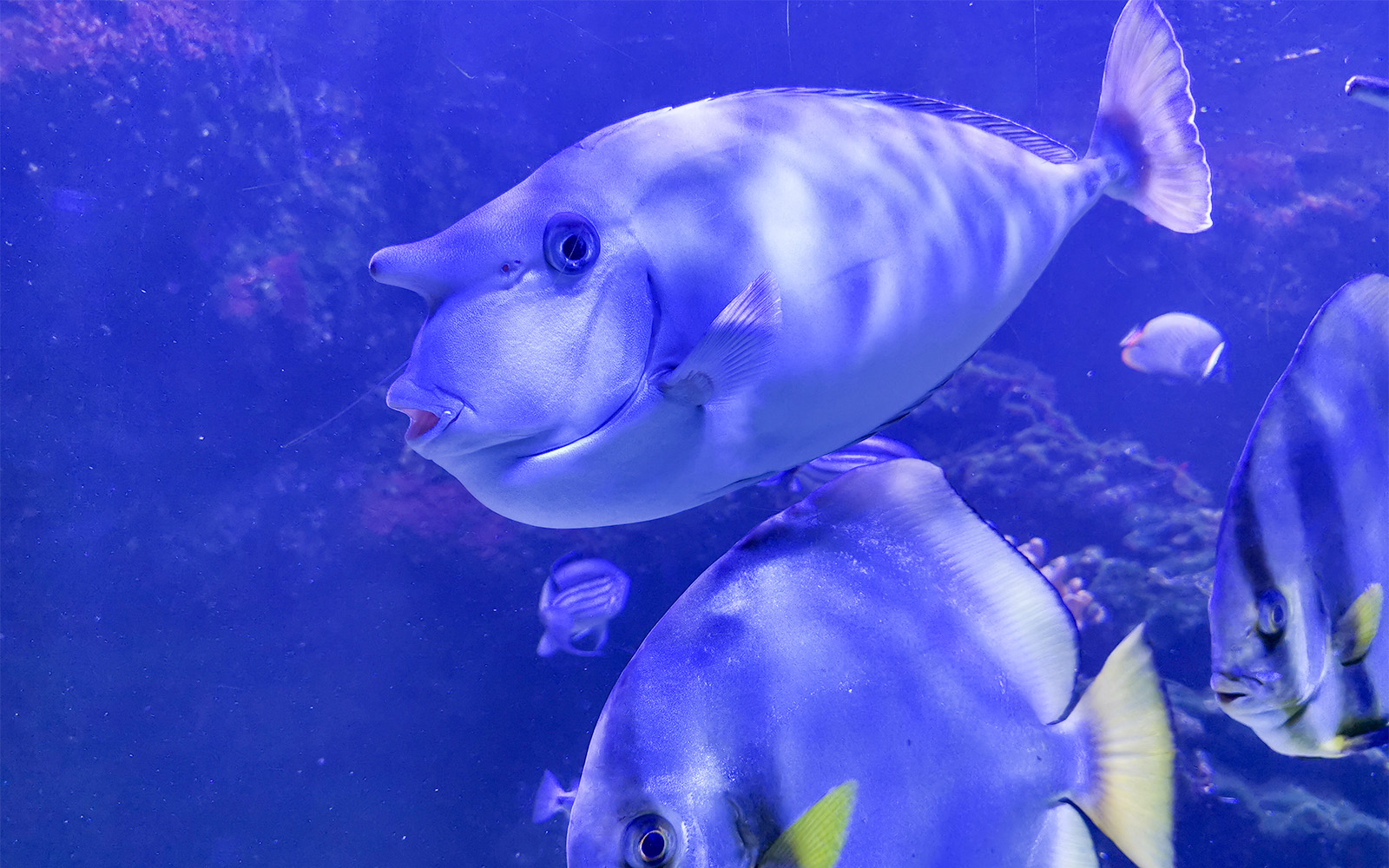 Visita l'Acquario di Parigi | Come arrivare, orari, posizione e altro ...