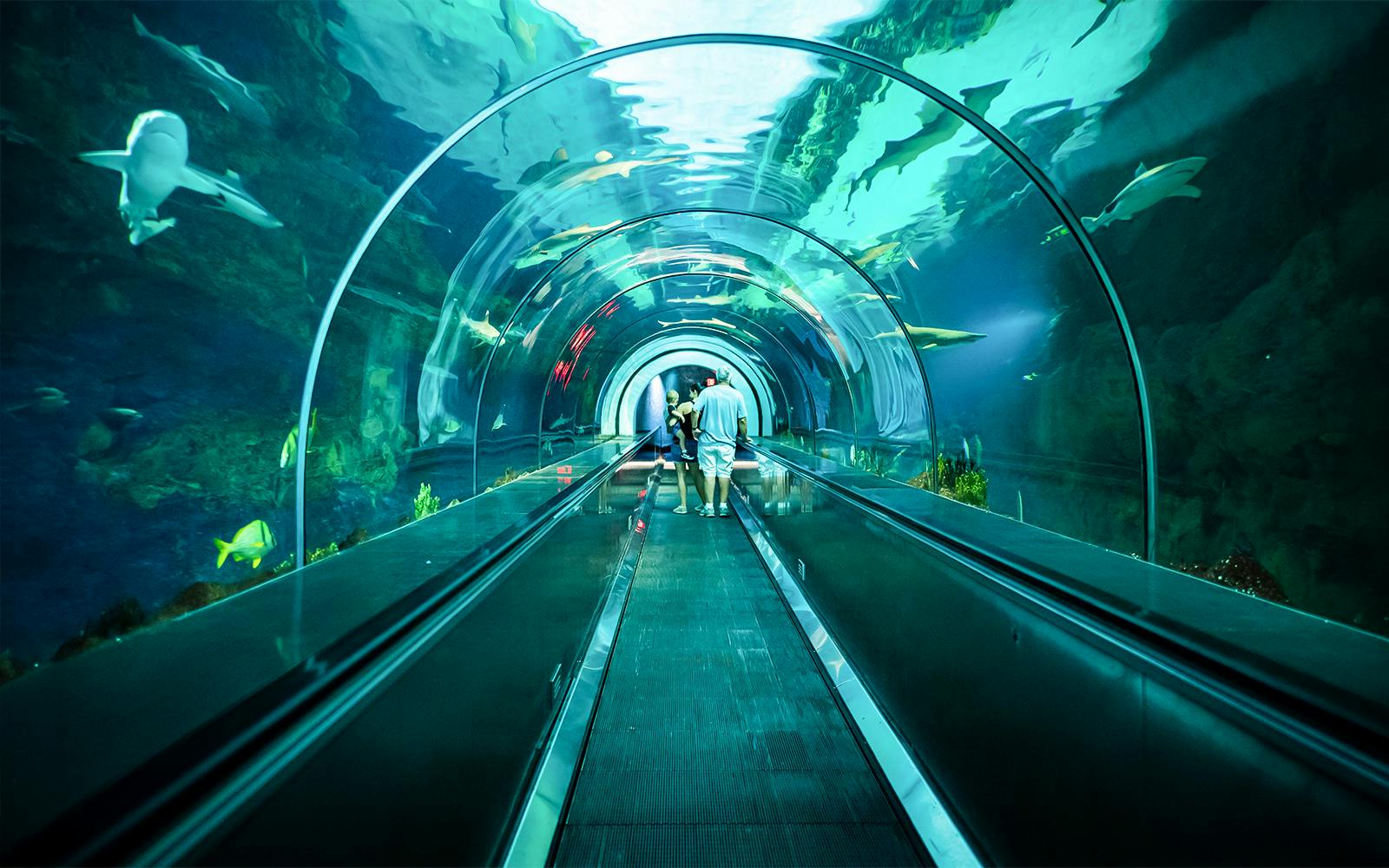SeaWorld San Diego Tickets | Reserved Access