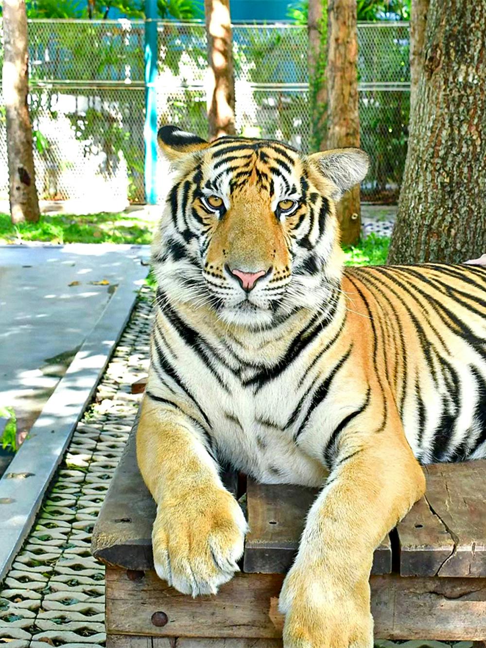 Exploring Pattaya's Zoos: Discover Wildlife Wonders