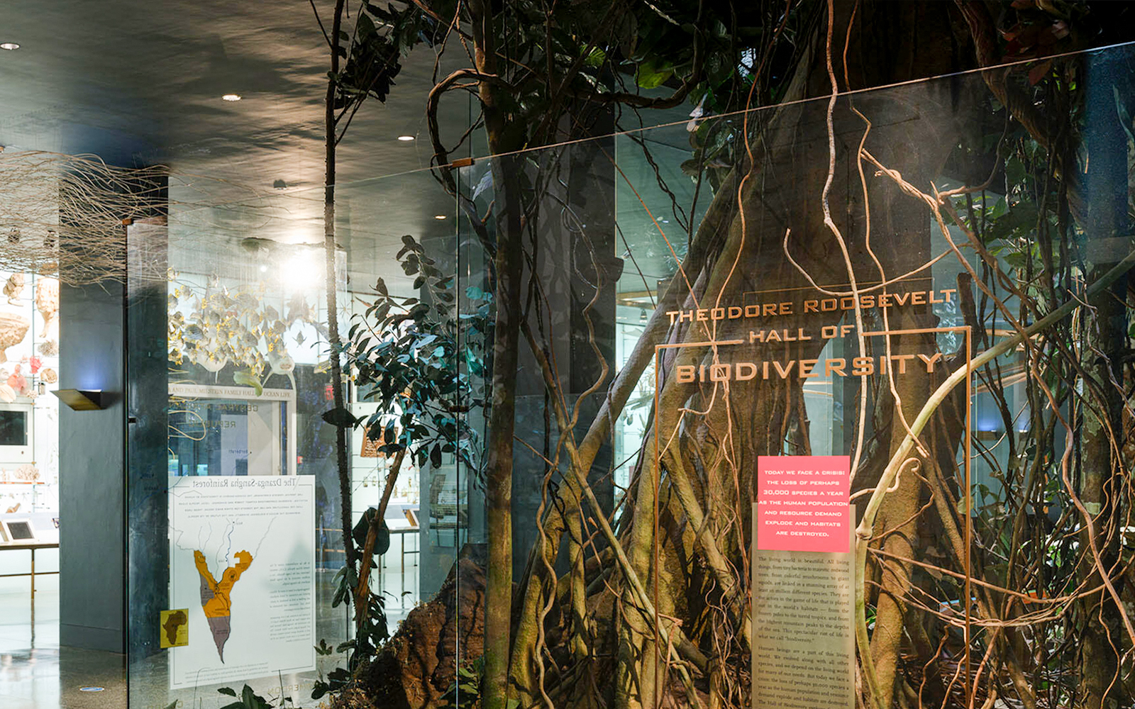AMNH Halls of Biodiversity | Explore Permanent Exhibitions