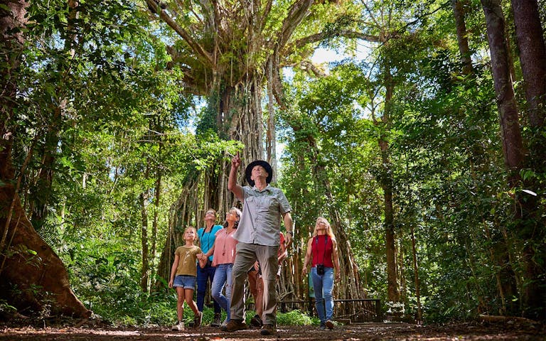 Cairns Rainforest Tour with Guide