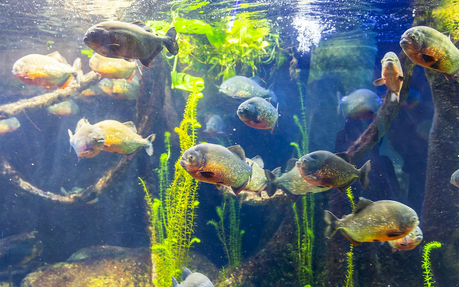 Best Genoa Aquarium Experiences - Dolphins & Shark Shows