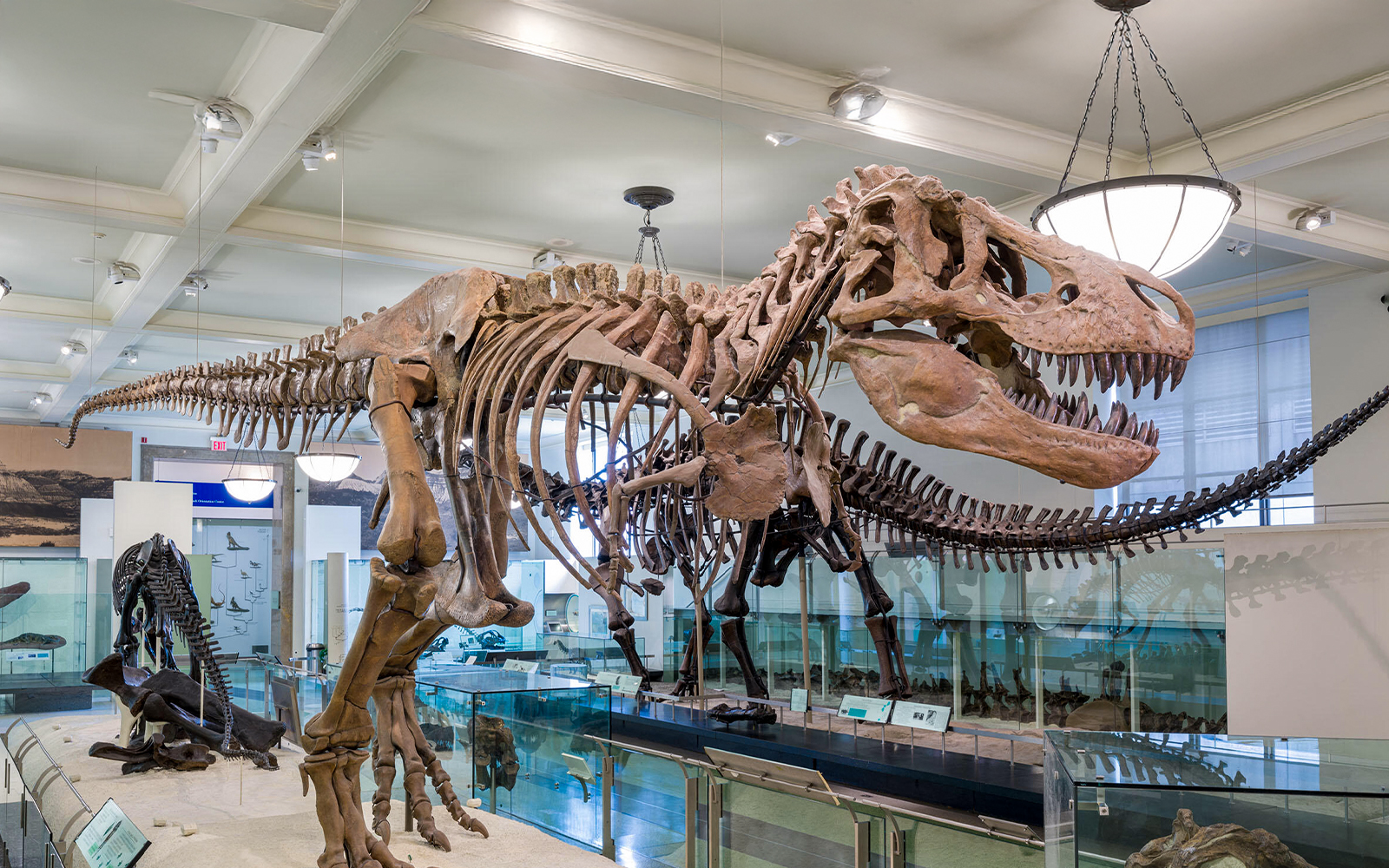 Discover AMNH's Night at the Museum Self-Guided Tour