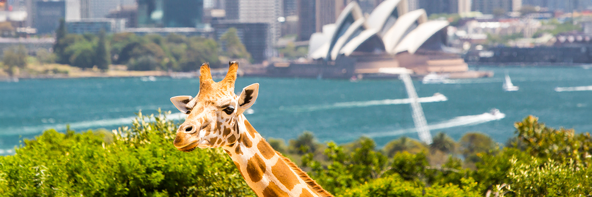 Plan Your Visit to Taronga Zoo - Timings, Directions & More