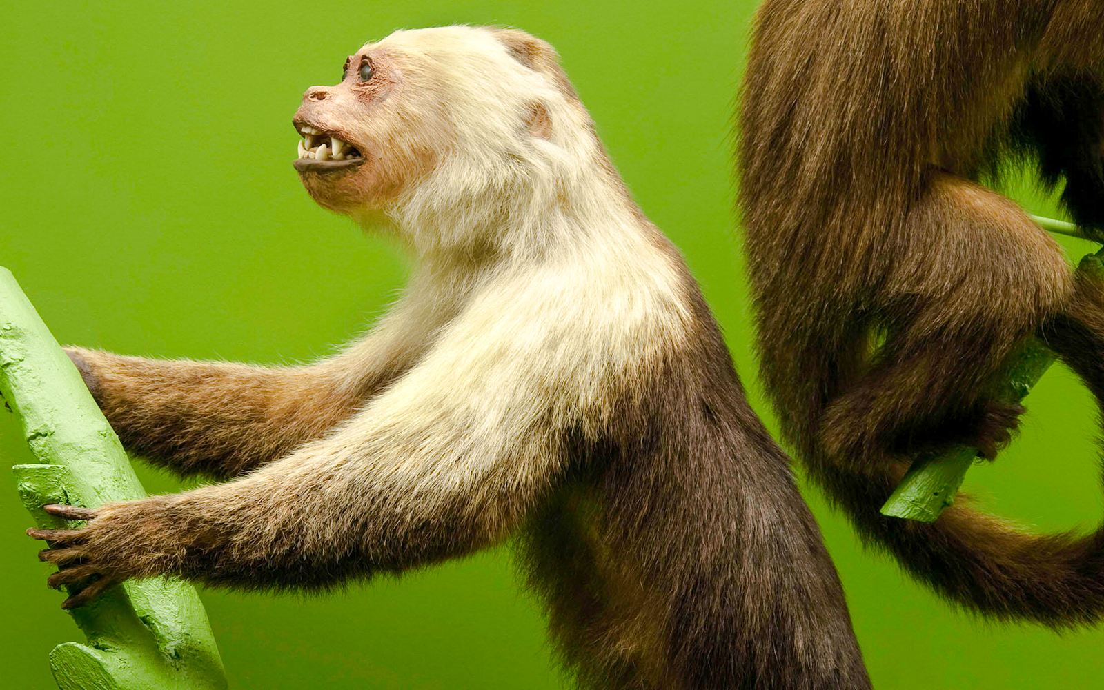 American Museum of Natural History | Mammal Halls & Exhibits