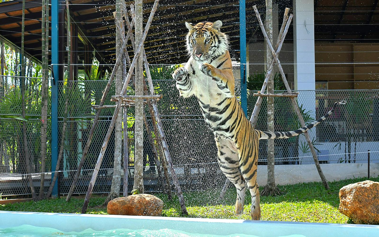 Book Tiger Park Pattaya Tickets & Tours | Headout