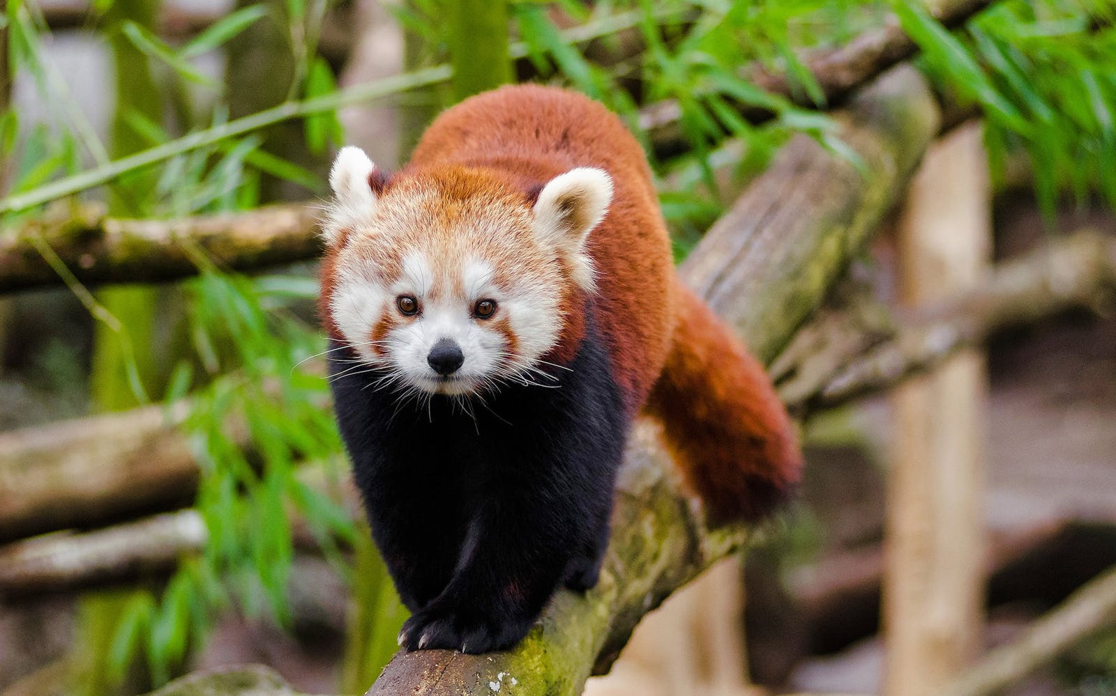 Zoos incontournables à Paris 2026 | Aquariums, zoos pour enfants et plus