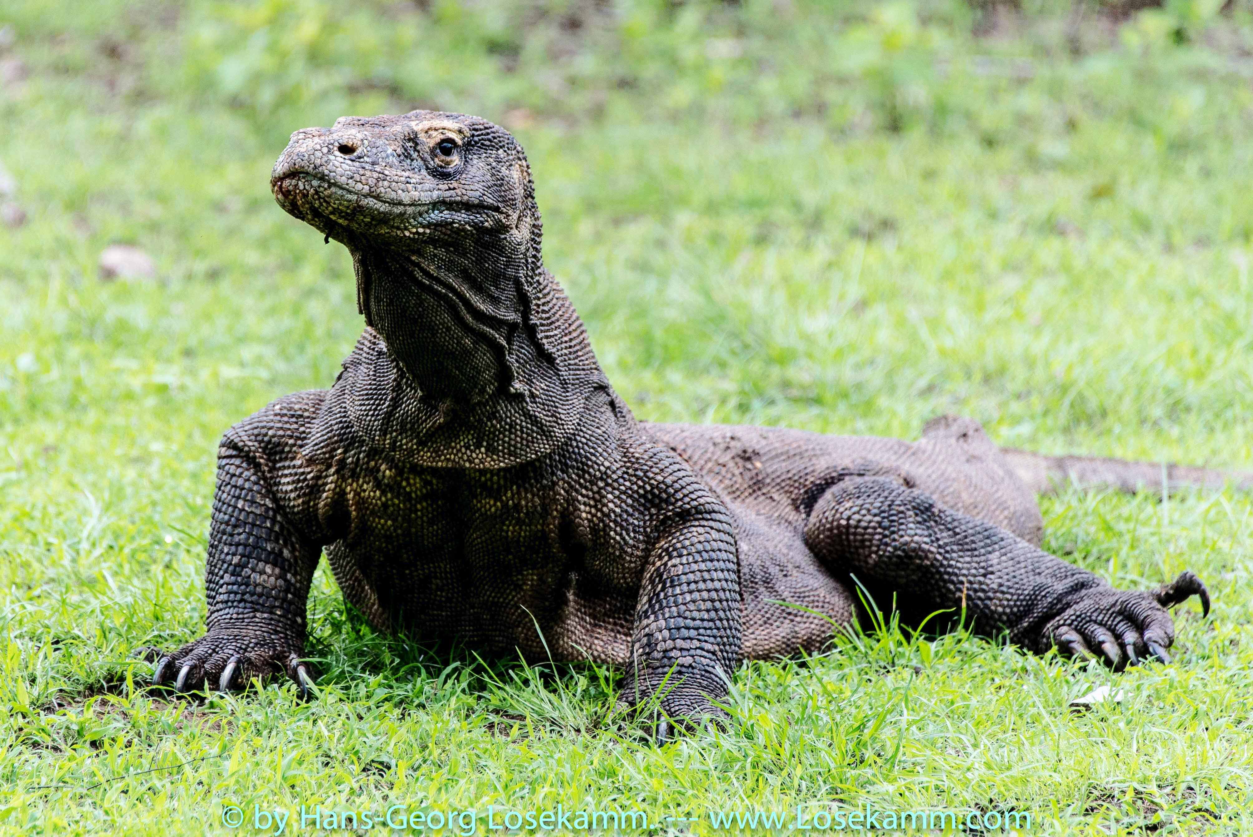 Must-Visit Zoos in Paris 2023 | Aquariums, Petting Zoos, & More!