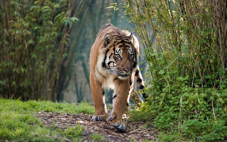 Perth Zoo Tickets [Updated 2022]