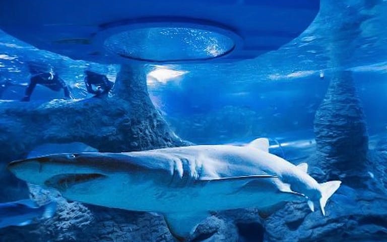 AQWA Entry and Glass Bottom Boat Tour with Optional Behind the Scenes ...