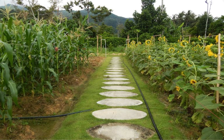 Book Penang Tropical Fruits and Audi Dream Farm Tour [2022]