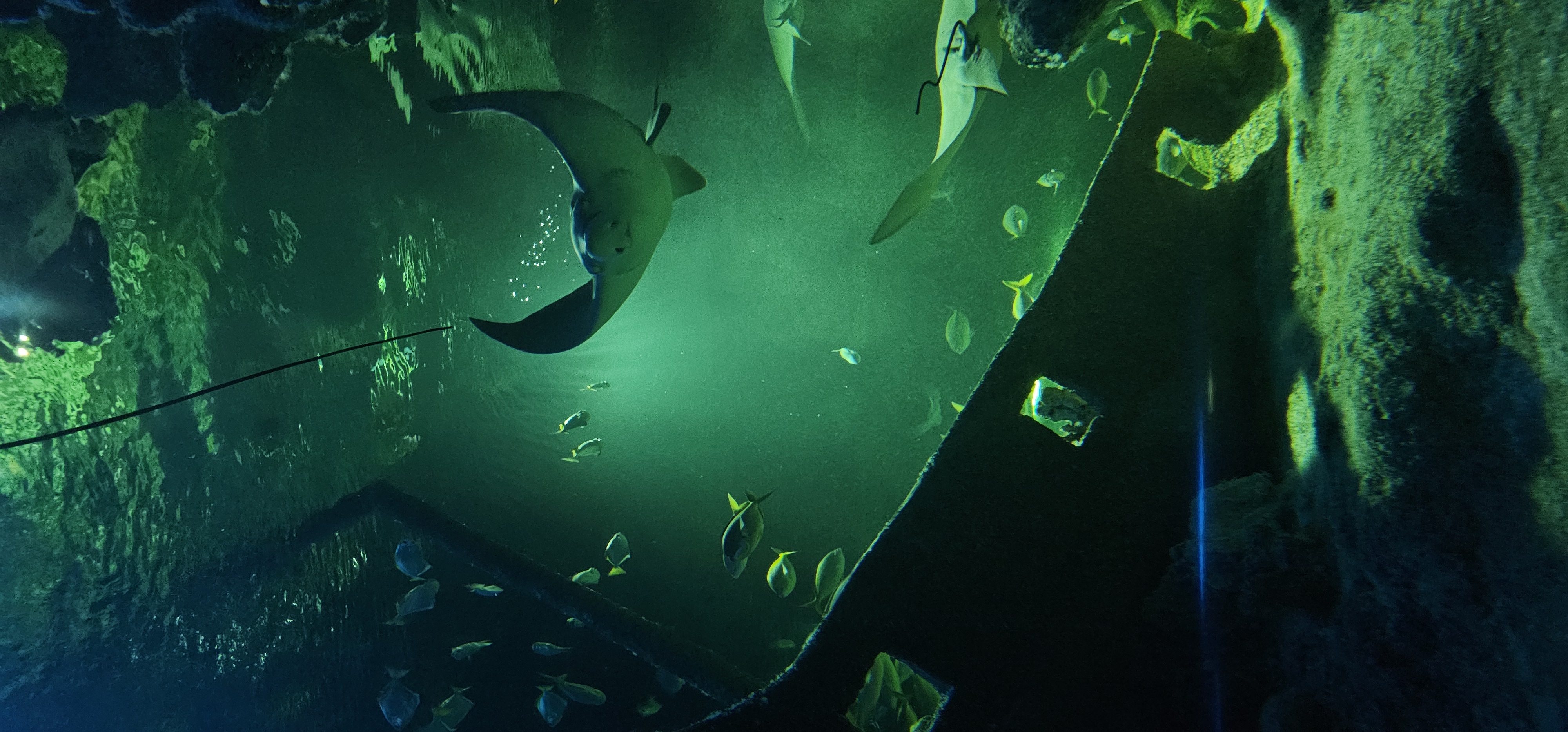 Aquaria KLCC Tickets & Zoo Negara Tickets | Save 15%