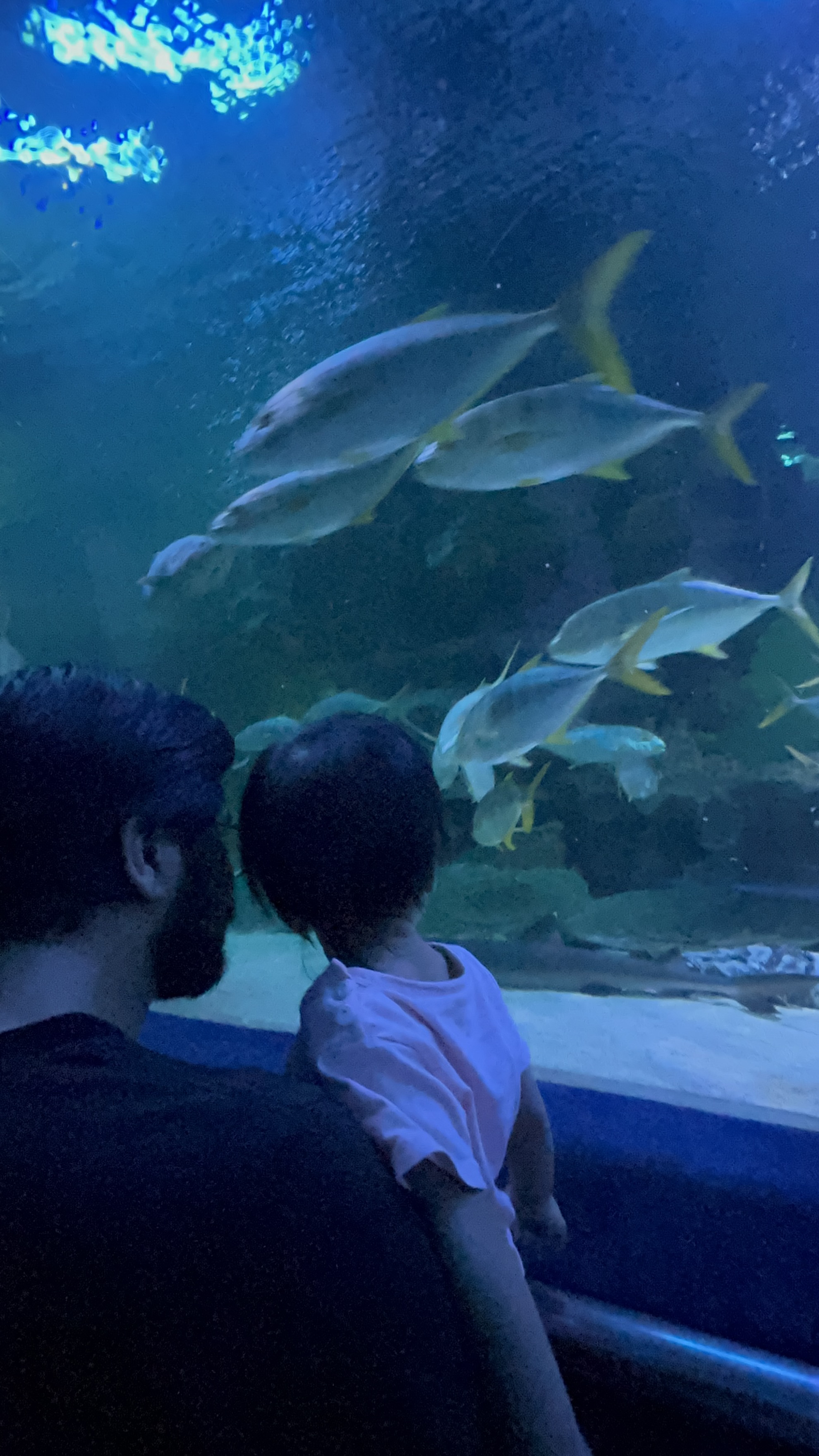 Aquaria KLCC Tickets & Zoo Negara Tickets | Save 15%