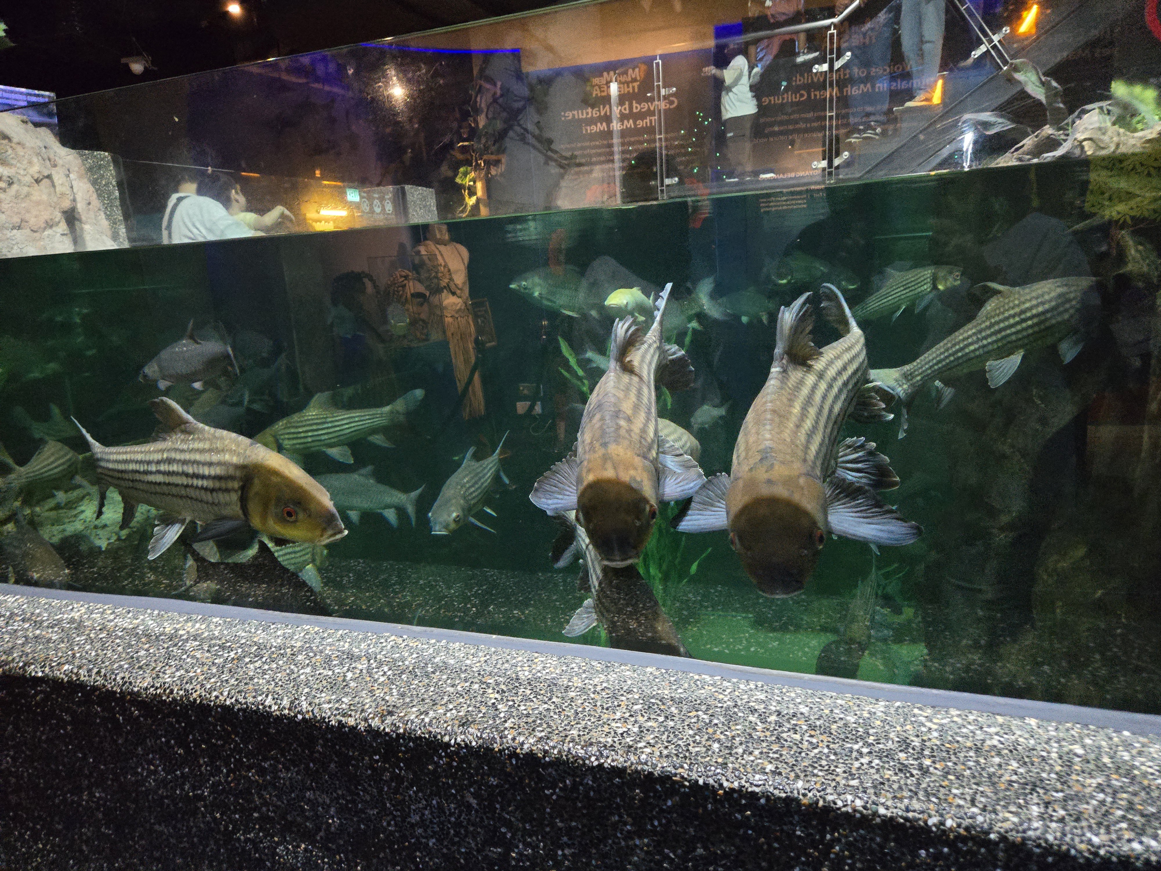 Aquaria KLCC Tickets & Zoo Negara Tickets | Save 15%